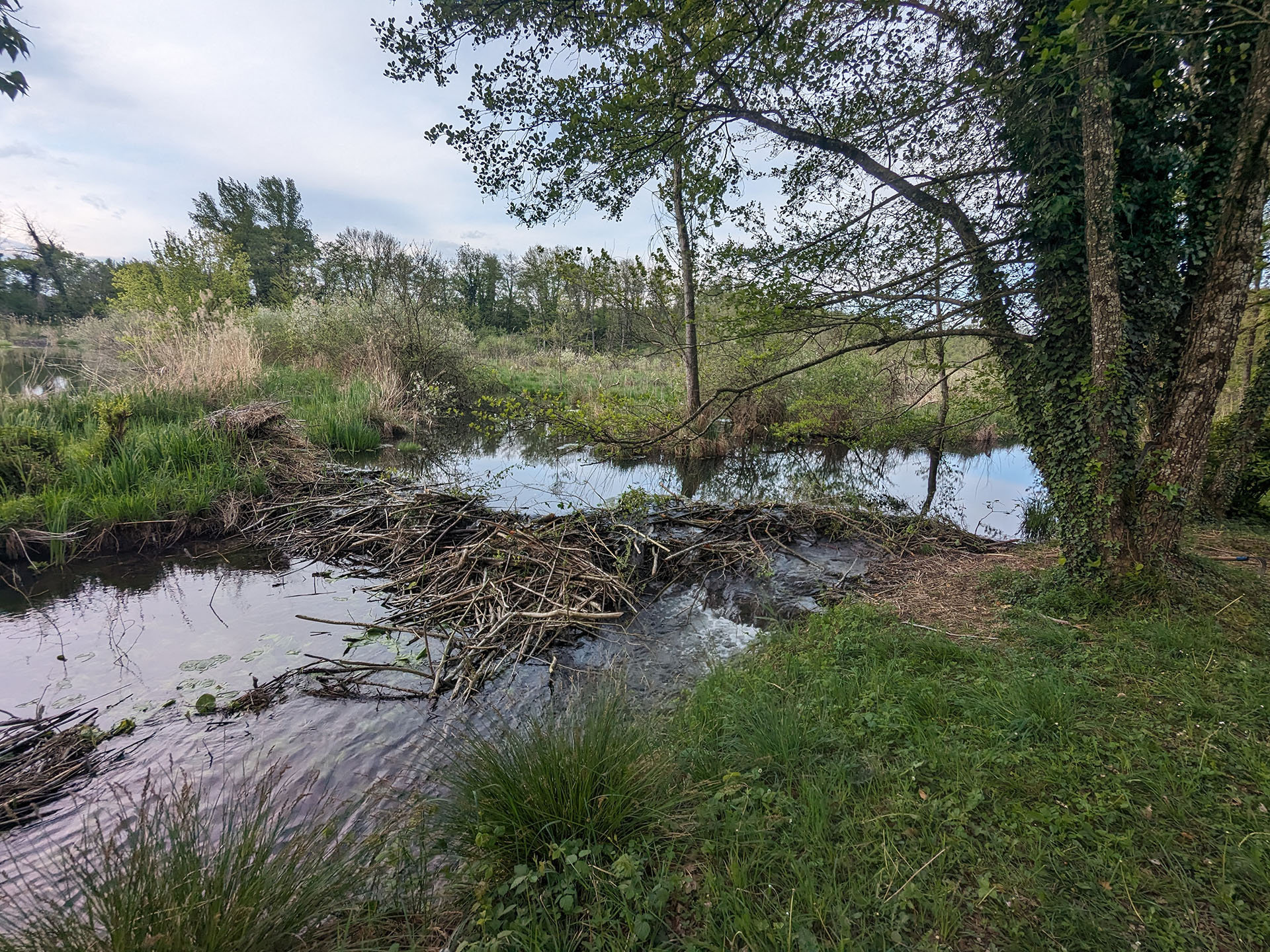 Le Castor, un allié en or - Balcons du Dauphiné